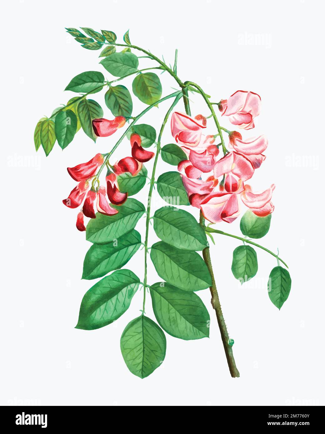 Vintage blooming robinia rosea vector Stock Vector Image & Art - Alamy