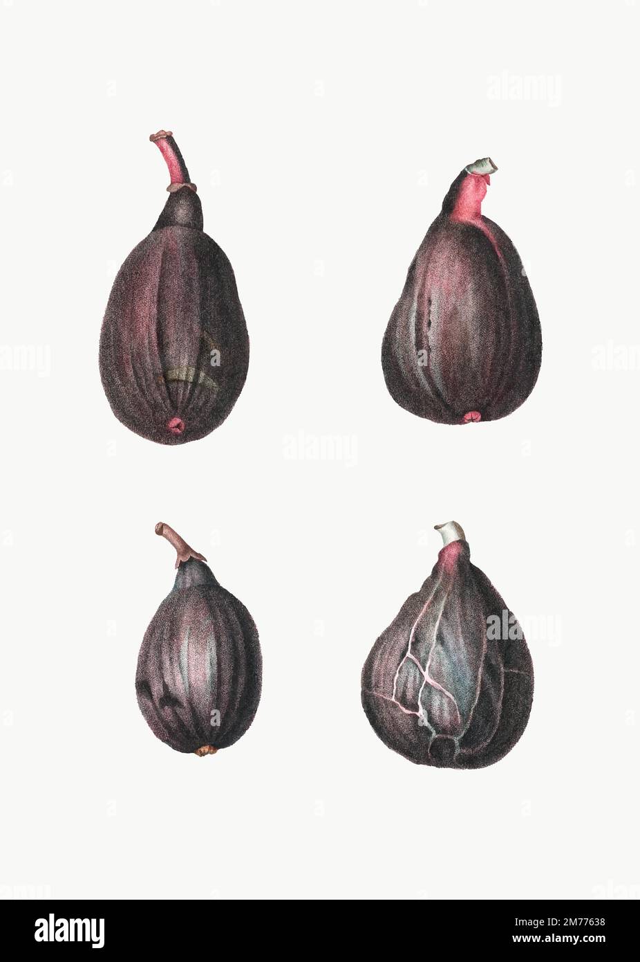 Vintage figs fruit collection vector Stock Vector Image & Art - Alamy