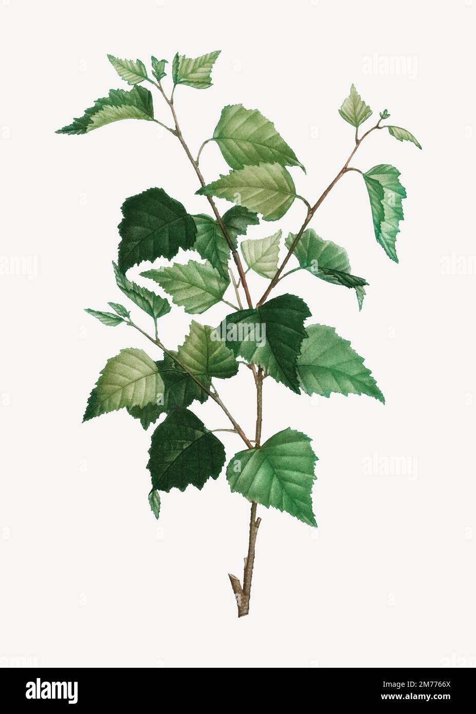 Vintage silver birch plant vector Stock Vector Image & Art - Alamy