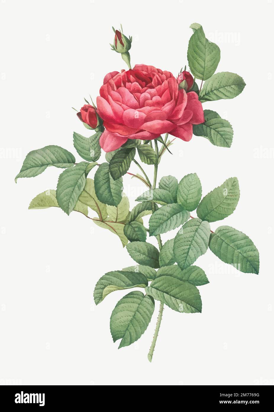 Vintage blooming red rose vector Stock Vector Image & Art - Alamy