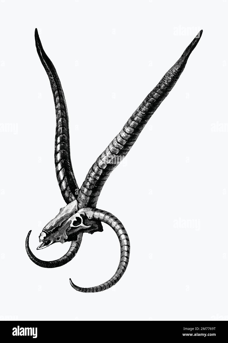 Sheep skull illustration vector Stock Vector Image & Art - Alamy