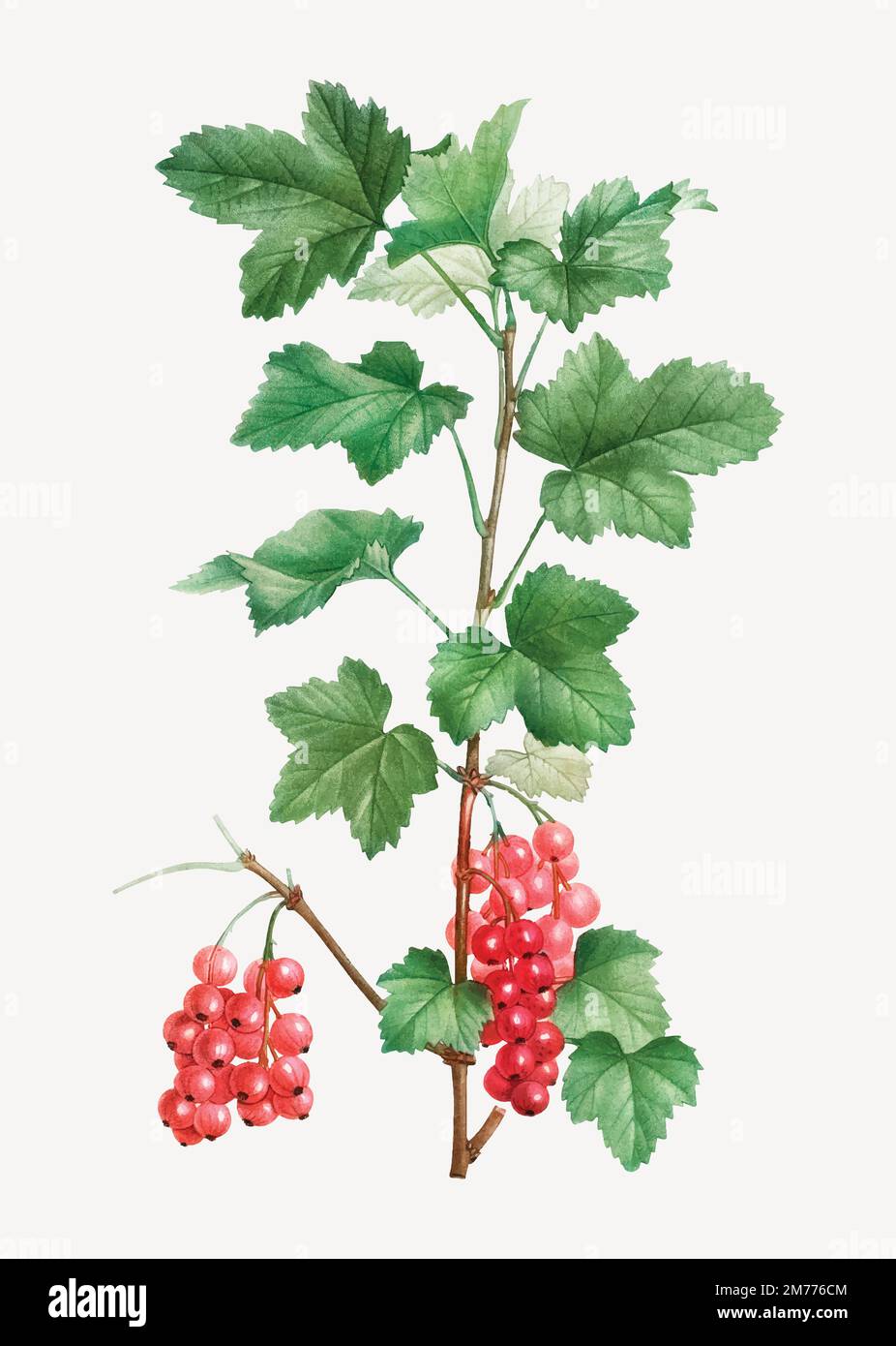 Vintage redcurrant fruit plant vector Stock Vector Image & Art - Alamy