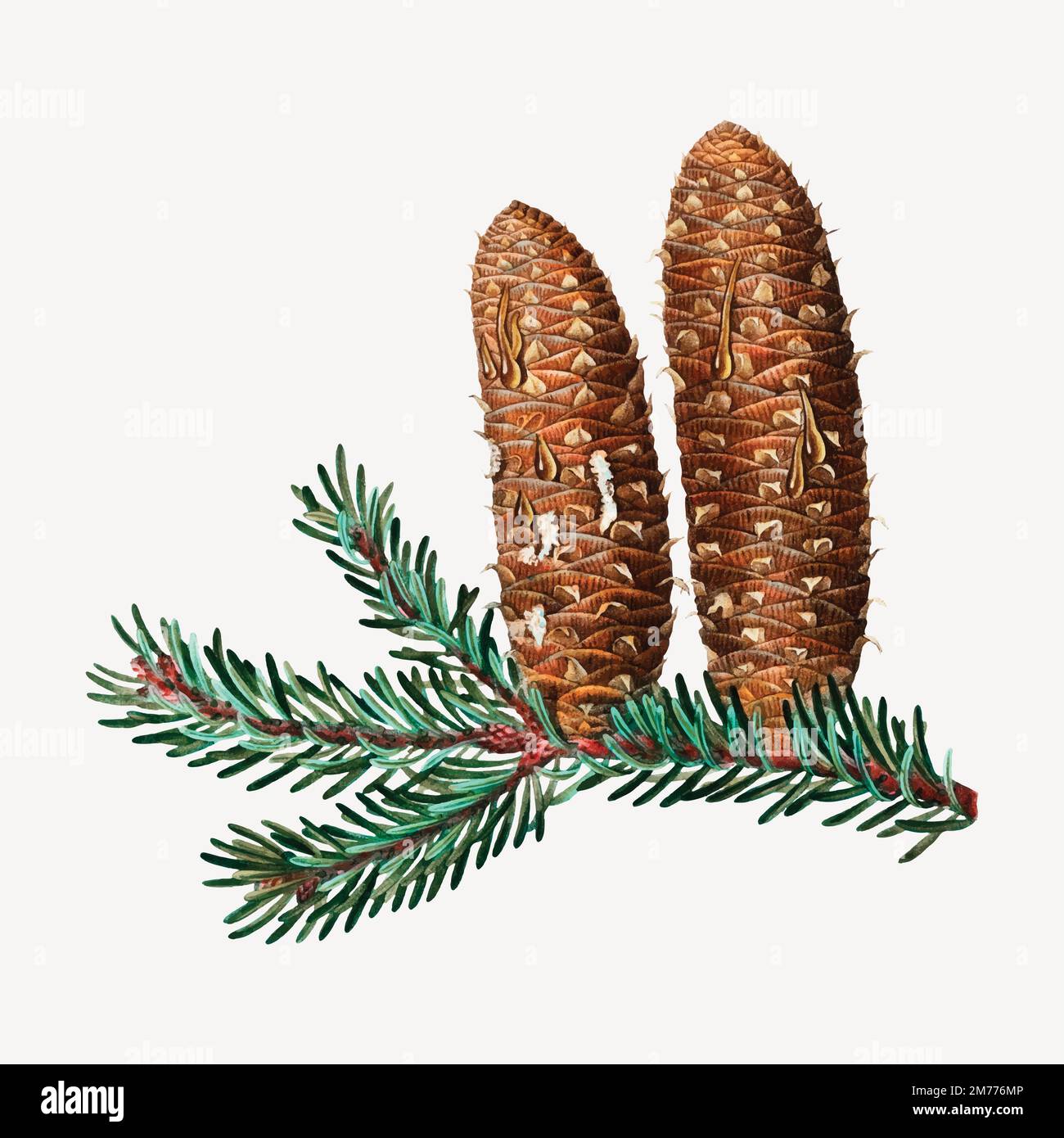 Vintage silver fir and conifer cones vector Stock Vector Image & Art ...