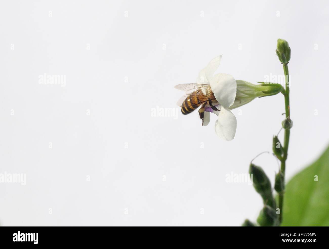 Honey bee seeking nectar on white Chinese violet or coromandel or ...