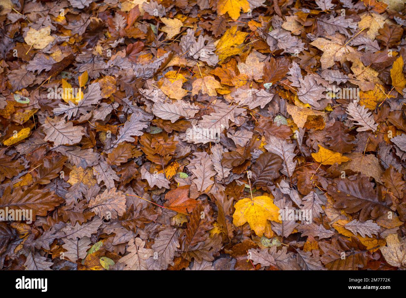 Falling leaves on the ground in autumn with rain Stock Photo - Alamy