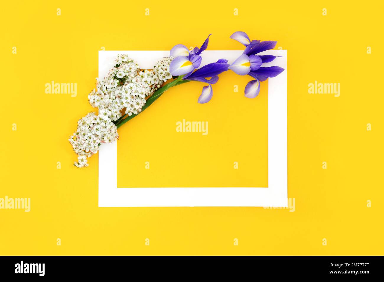 Mothers Day, Spring, Easter iris flower hawthorn blossom background ...