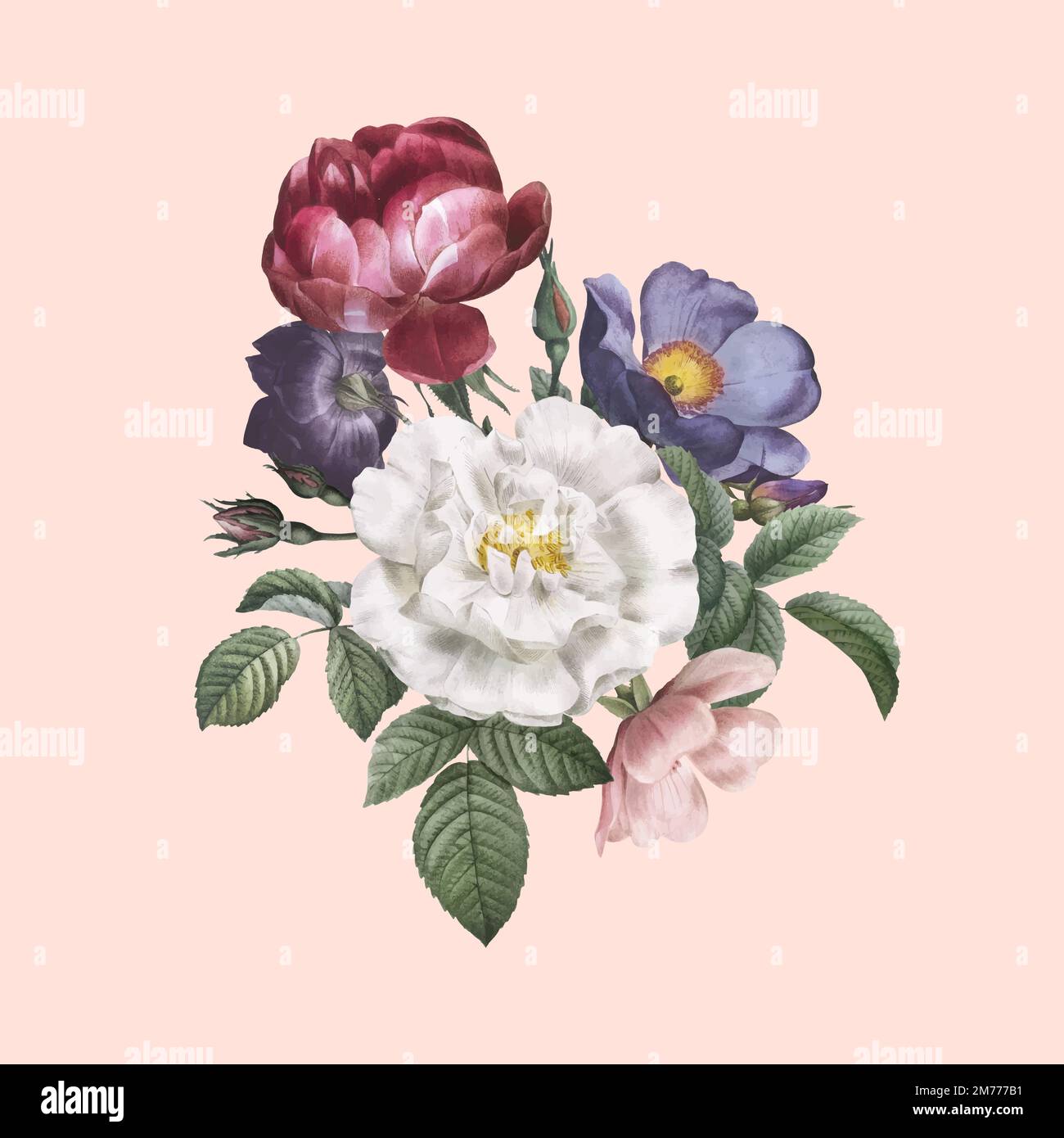 The cultivation of roses Stock Vector Images - Alamy