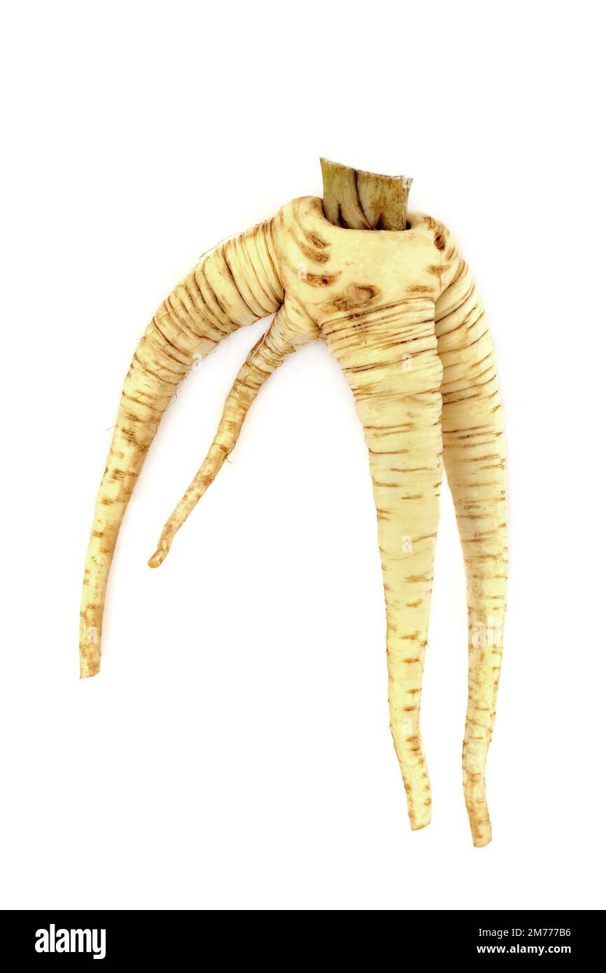 Parsnip organic twisted and deformed organic vegetable on white ...