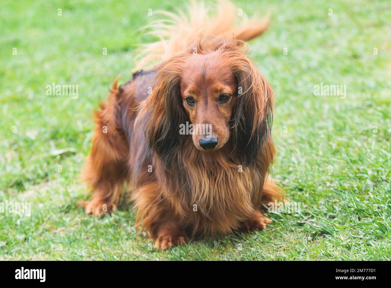 Dachshund dog, beautiful portrait of a red long-haired adult dachshund ...