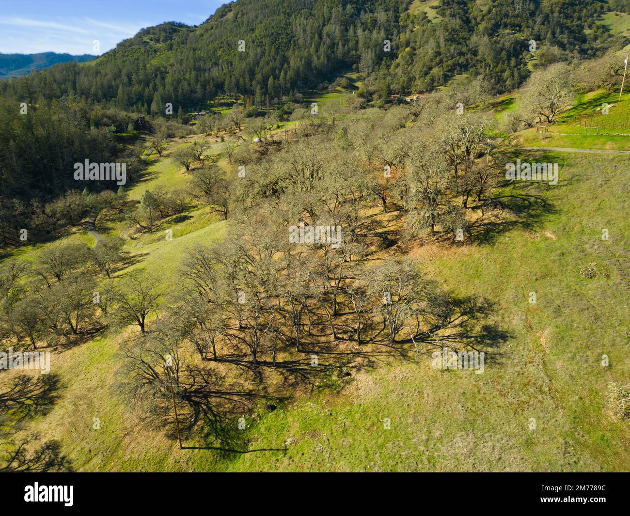A scenic shot of mountains covered by forest and vegetation Stock Photo ...