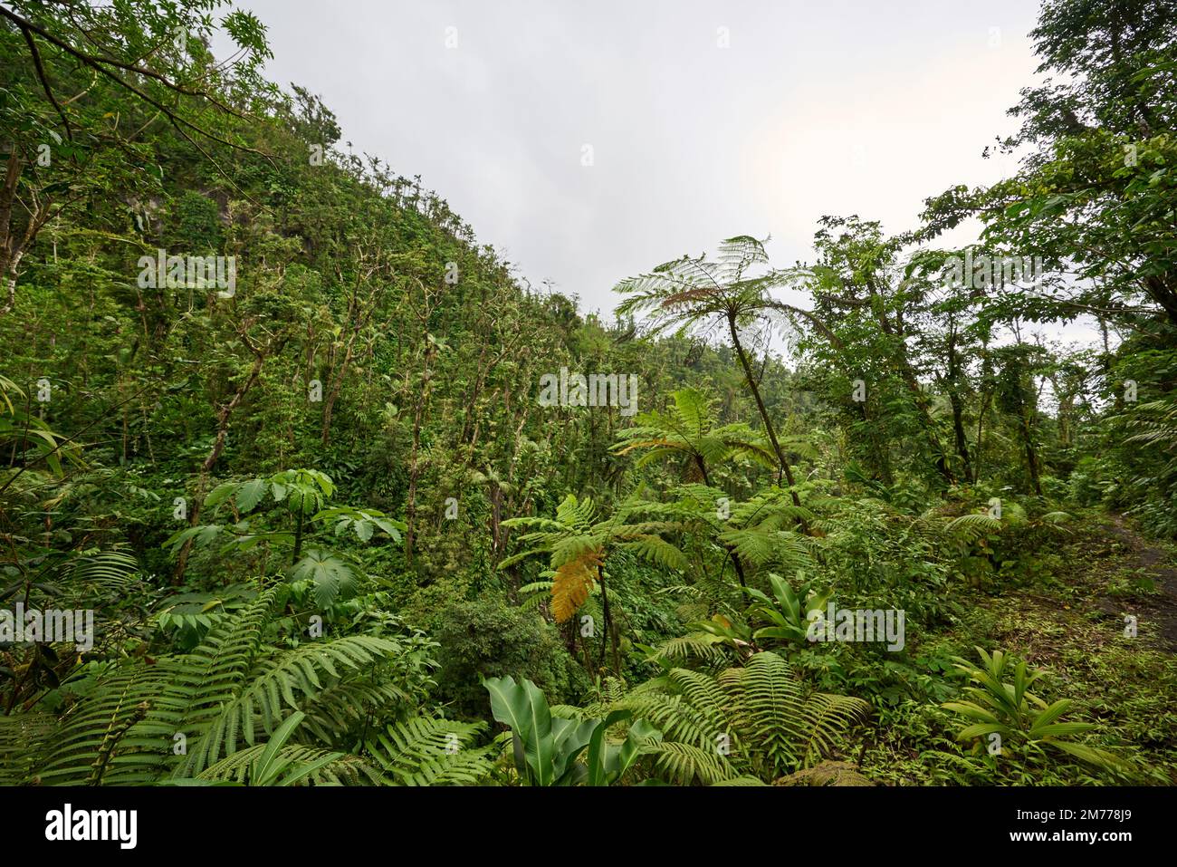 A beautiful view of a forest with various types of trees and plants ...