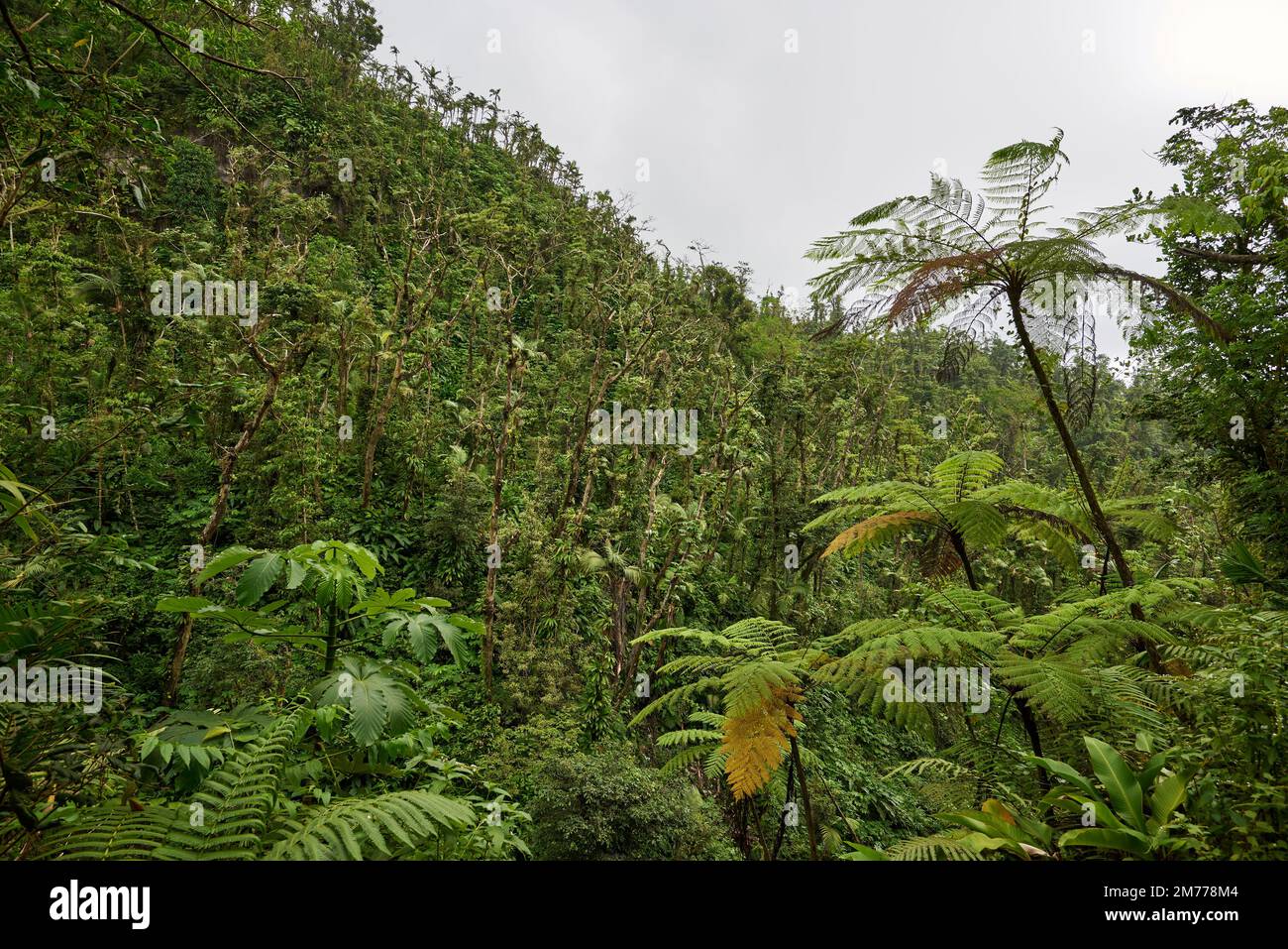 A beautiful view of a forest with various types of trees and plants ...