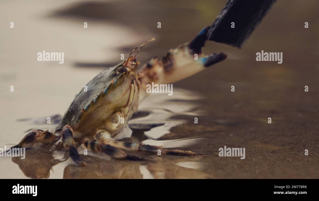 A macro shot of the Pachygrapsus marmoratus on the beach Stock Photo ...