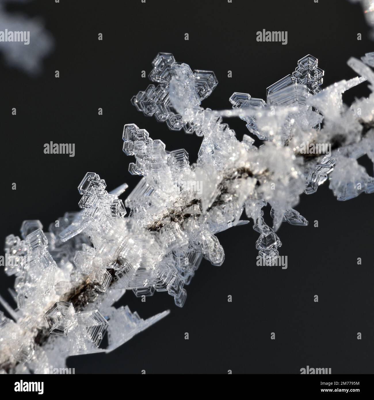 Frosty daylight and ice hi-res stock photography and images - Alamy