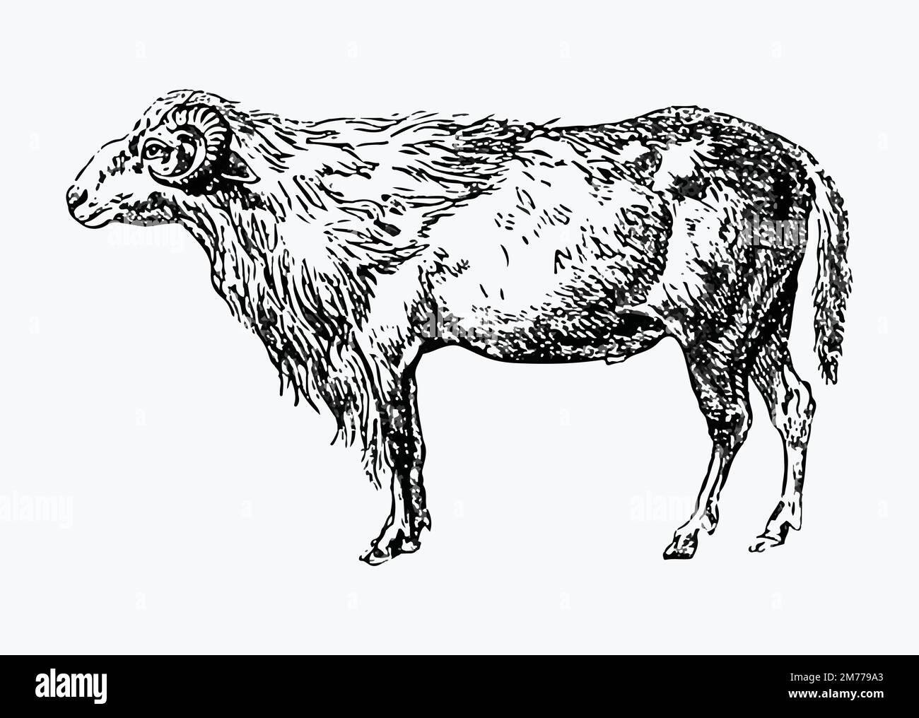 Engraved sheep Stock Vector Images - Alamy