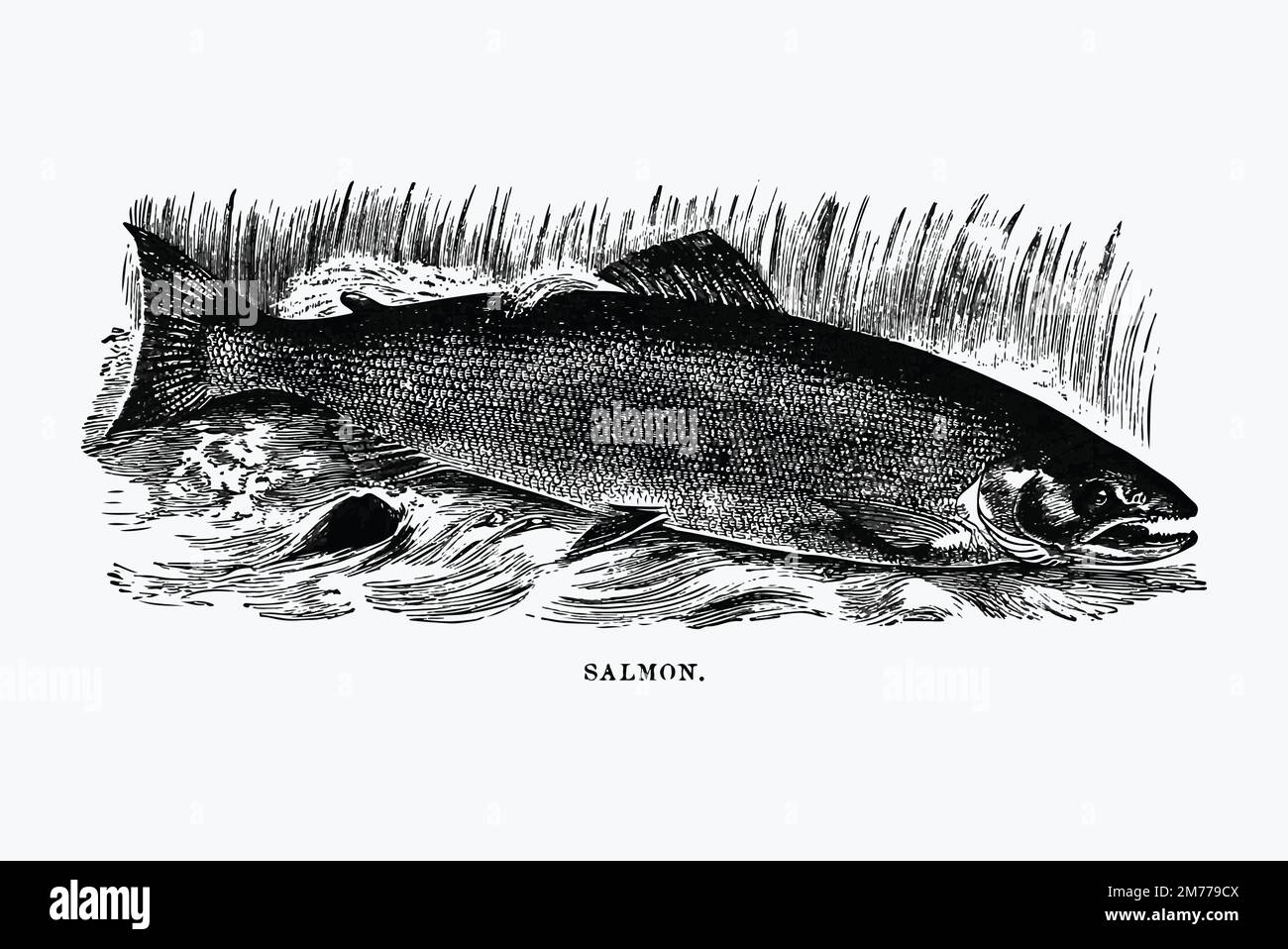 Vintage salmon illustration vector Stock Vector Image & Art - Alamy