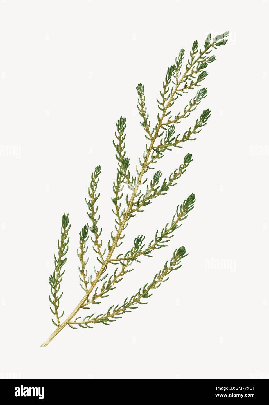 Suaeda Stock Vector Images - Alamy