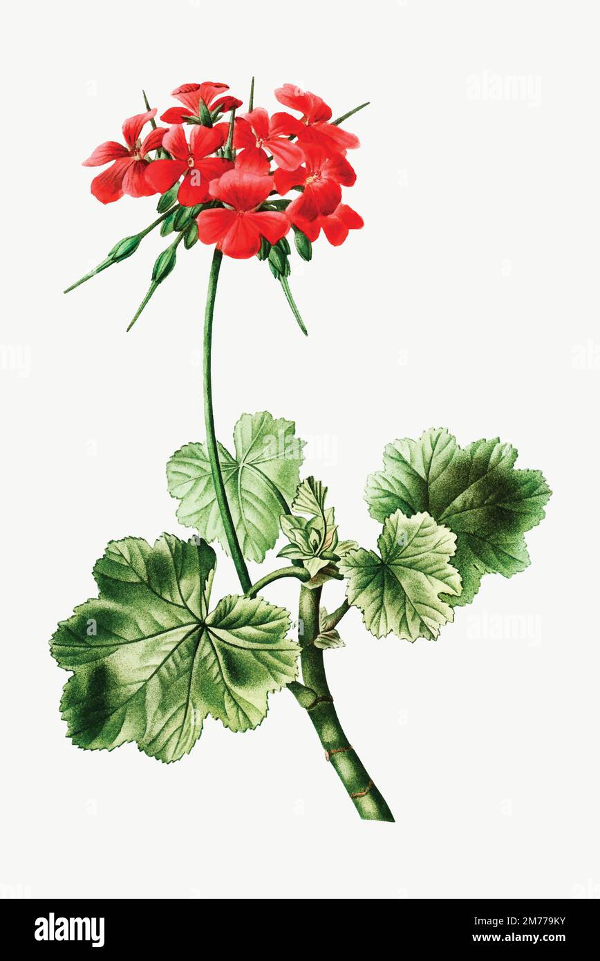 Vintage blooming scarlet geranium vector Stock Vector Image & Art - Alamy