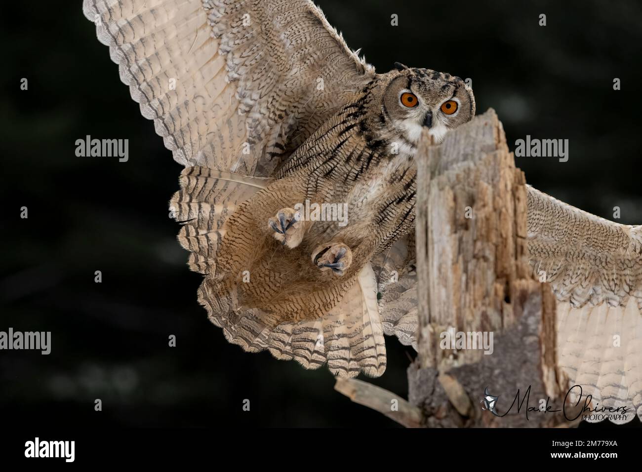 Owl prepared to hunt Stock Photo - Alamy