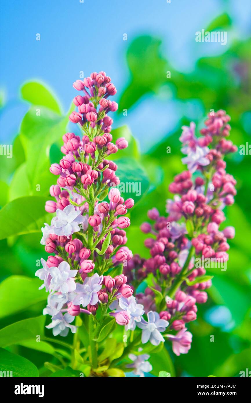 Flower cluster in foreground hi-res stock photography and images - Alamy
