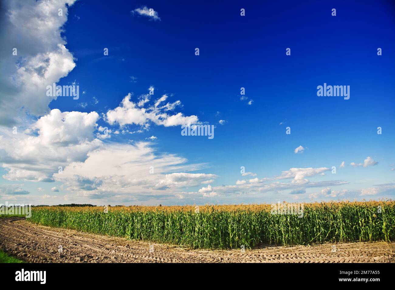 coast of corn field Stock Photo - Alamy