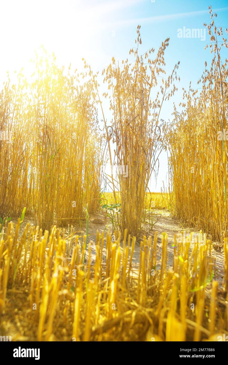 Oat plants hi-res stock photography and images - Alamy