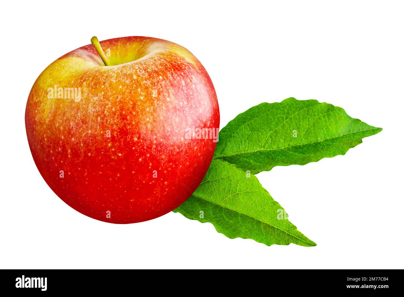 1 Apple and leaves isolated on white background Stock Photo - Alamy