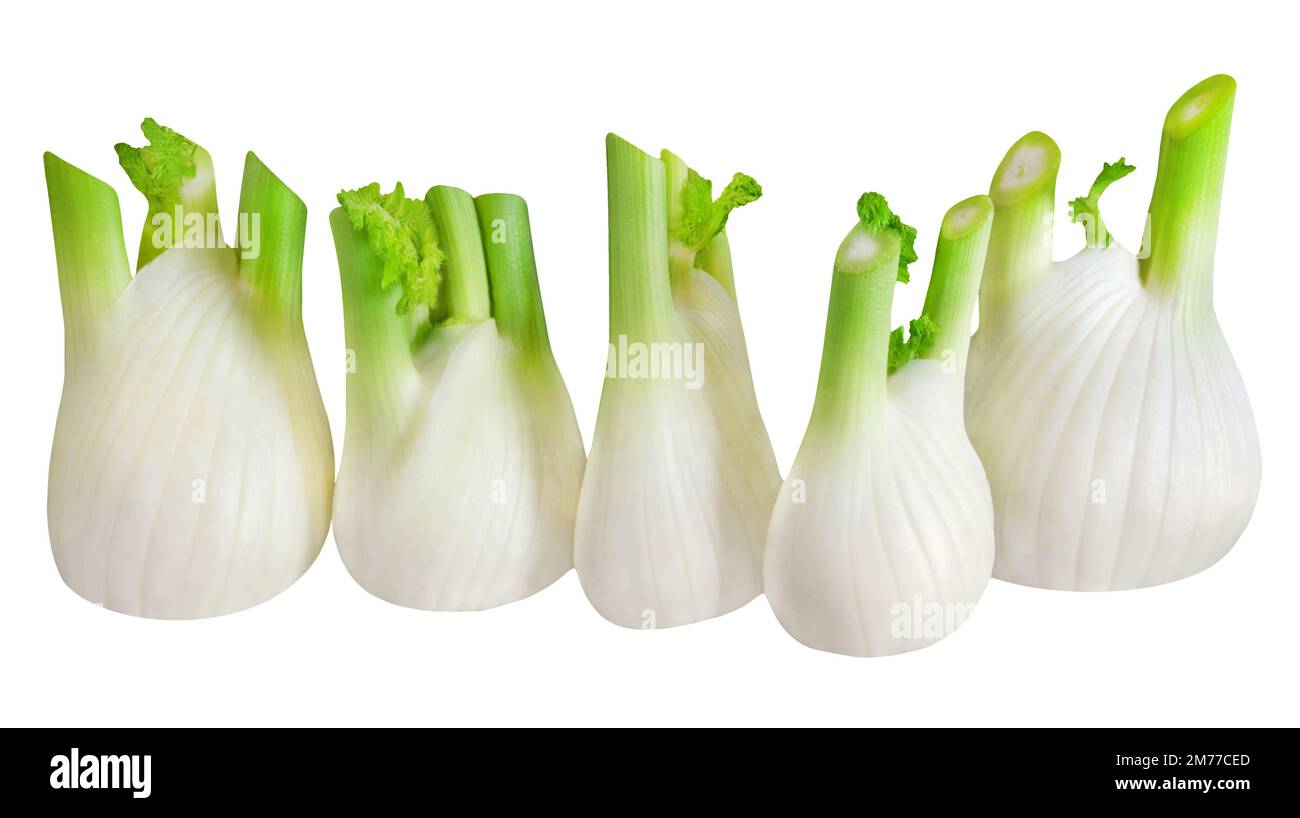 Fennel isolated on white background Stock Photo - Alamy
