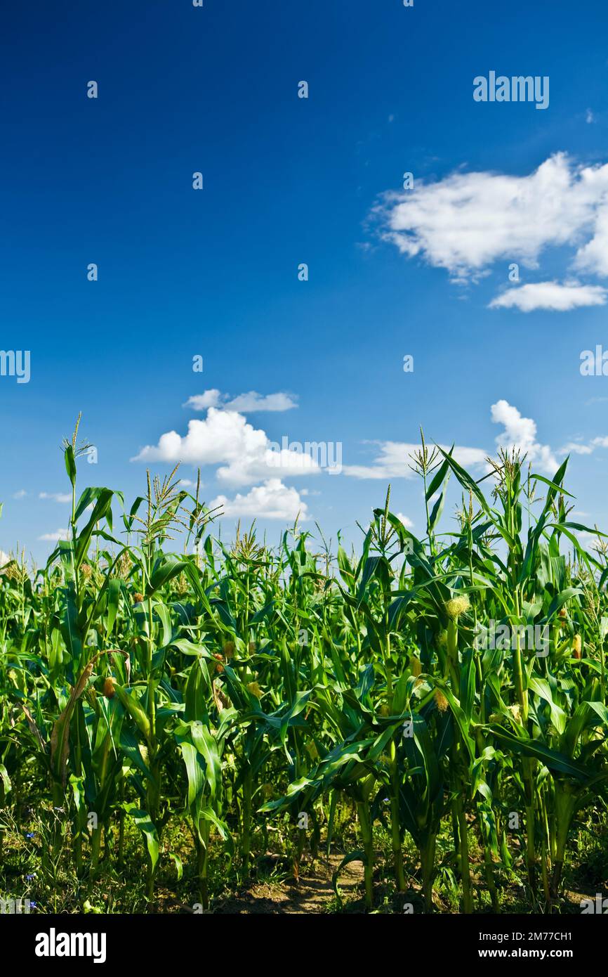 Corn field tall plants hi-res stock photography and images - Alamy