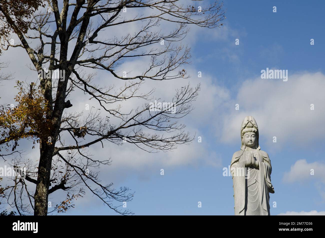 Kyoto, December 12, 2017: Tree and Buddha statue in Arashiyama. Japan ...