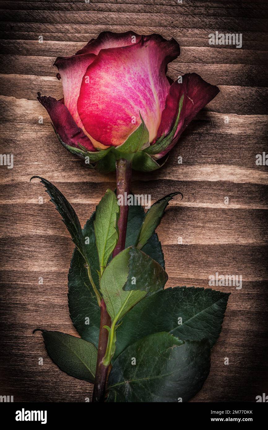 Red expanded rosebud on wood board holidays concept Stock Photo - Alamy