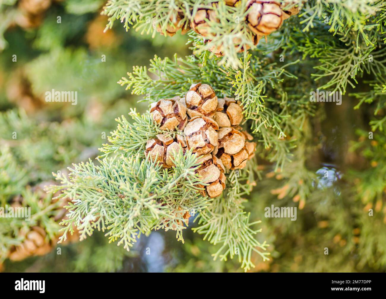 Female cypress cones (Cupressus sempervirens) on the crown of a tree in ...