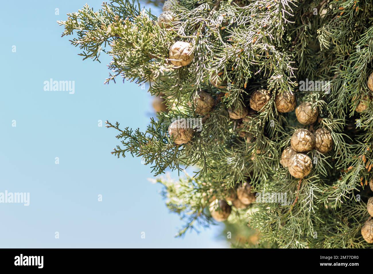 Female cypress cones (Cupressus sempervirens) on the crown of a tree in ...