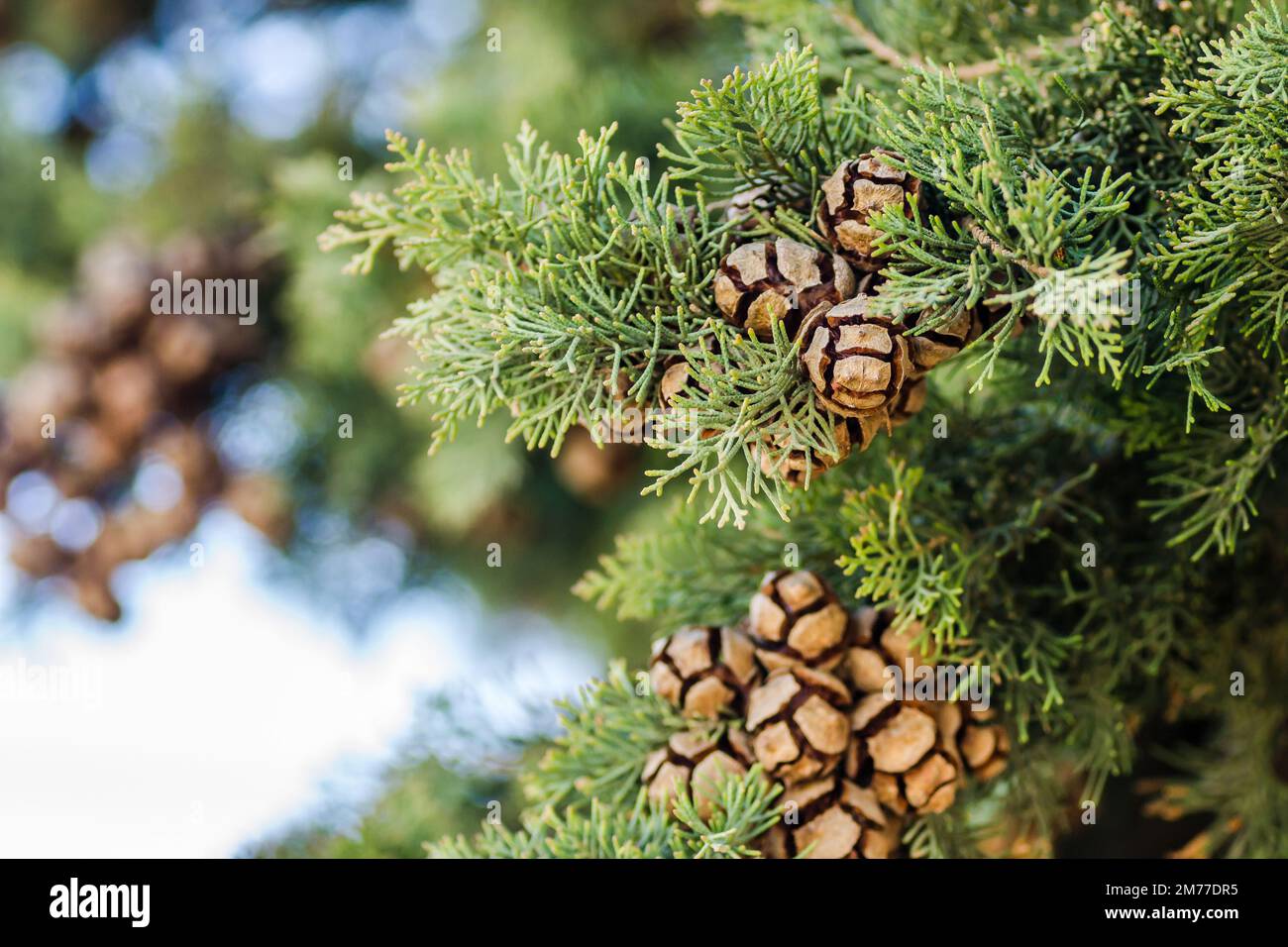 Female cypress cones (Cupressus sempervirens) on the crown of a tree in ...