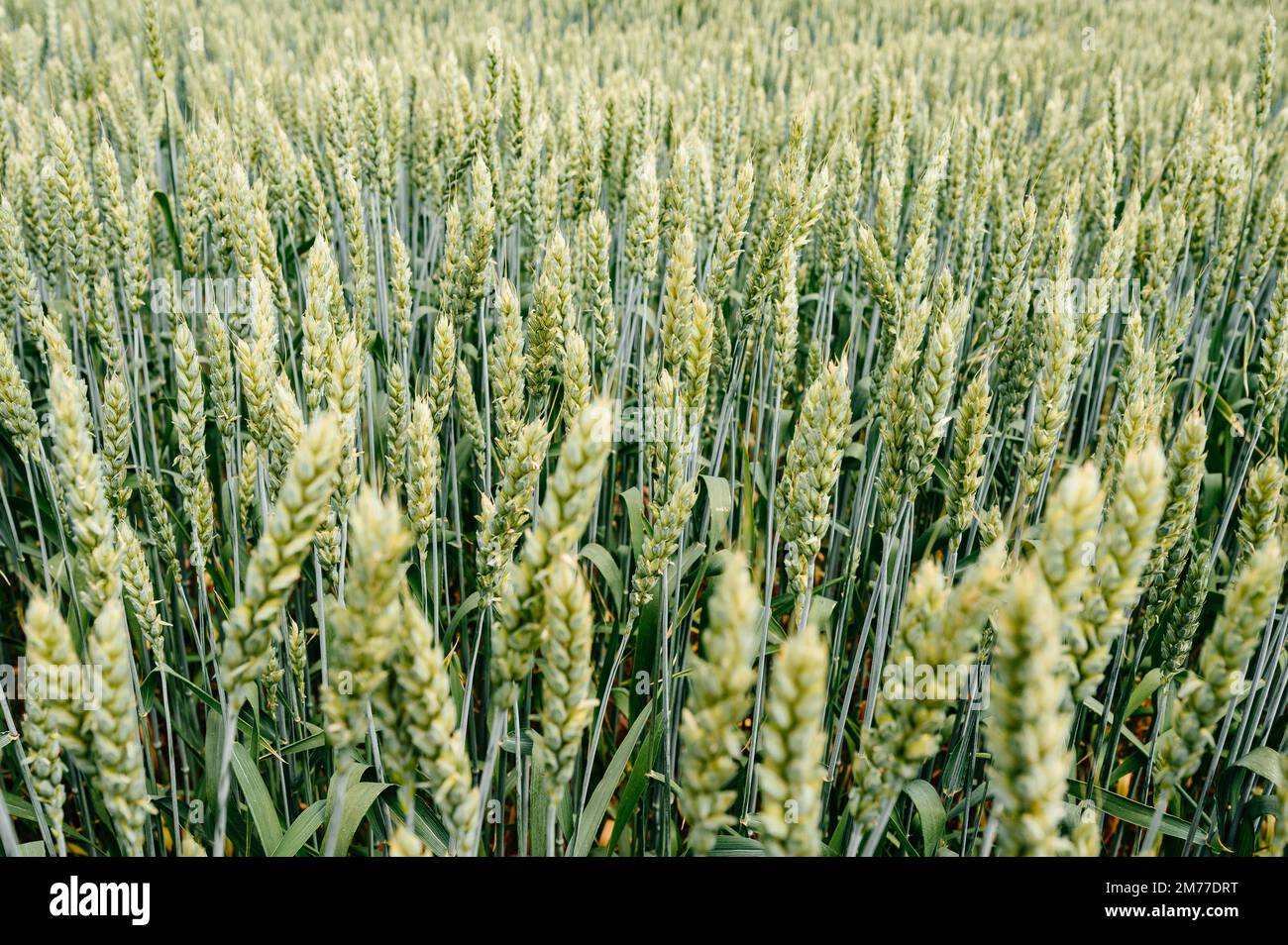 The Ukrainian Agro Cultural Field with wheat, still unripe green wheat ...