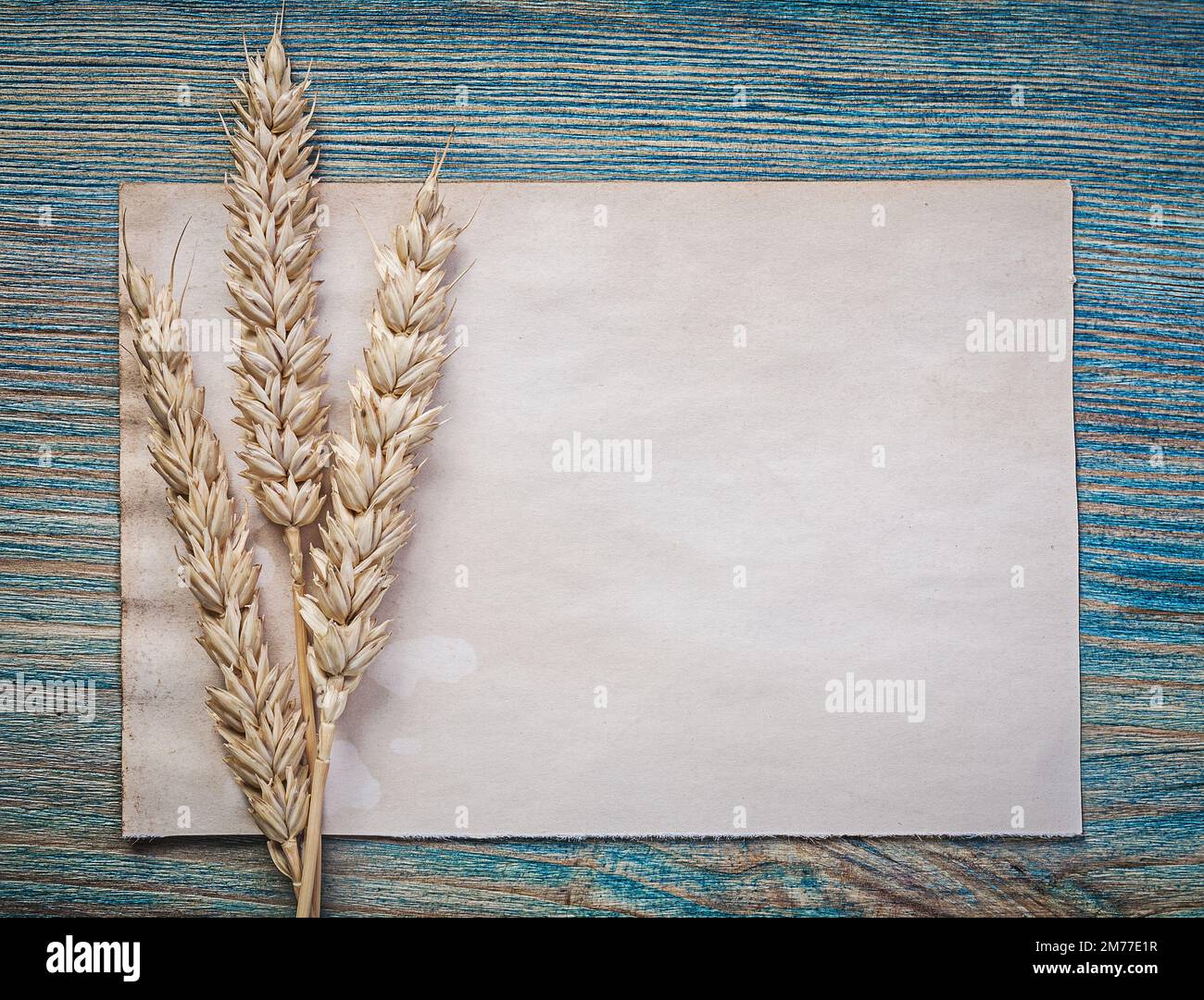 Ripe bread rye ears vintage clean sheet of paper on wood board top view ...