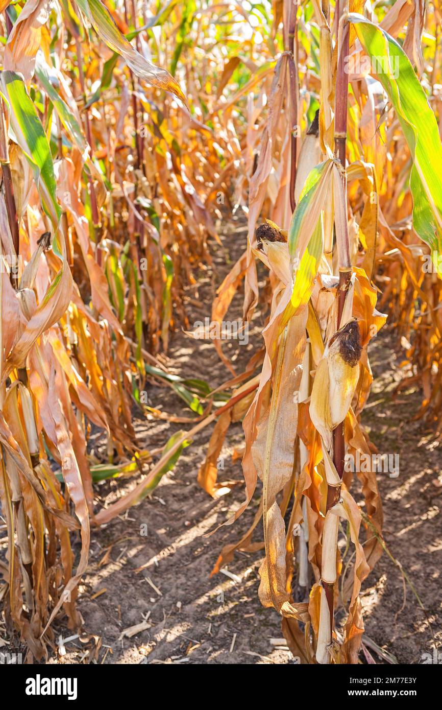 ripe plants of maize corn on field agricultural concept Stock Photo - Alamy