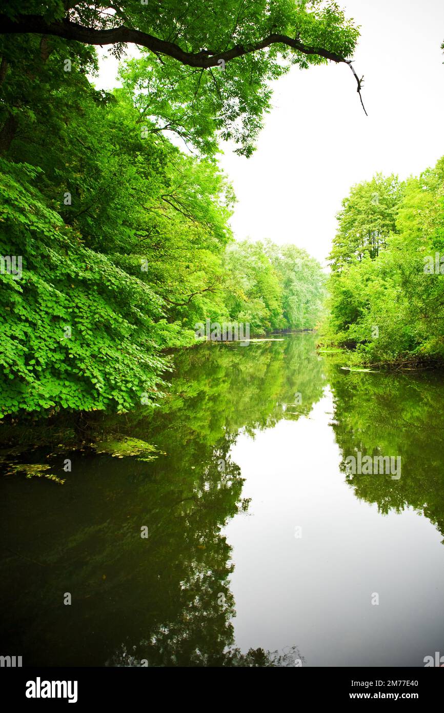 river in forest Stock Photo - Alamy