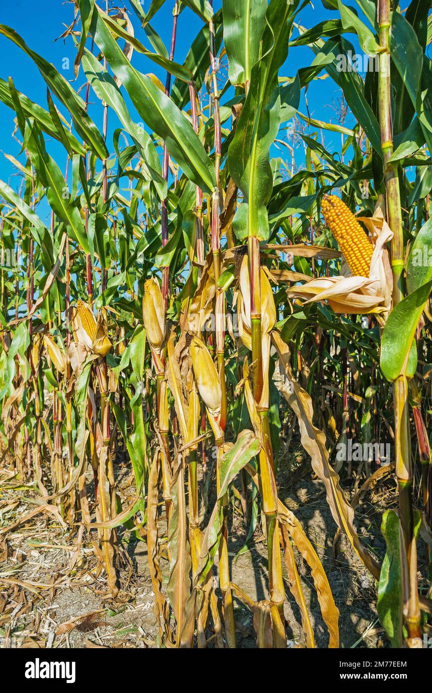 Maize stem ground hi-res stock photography and images - Alamy
