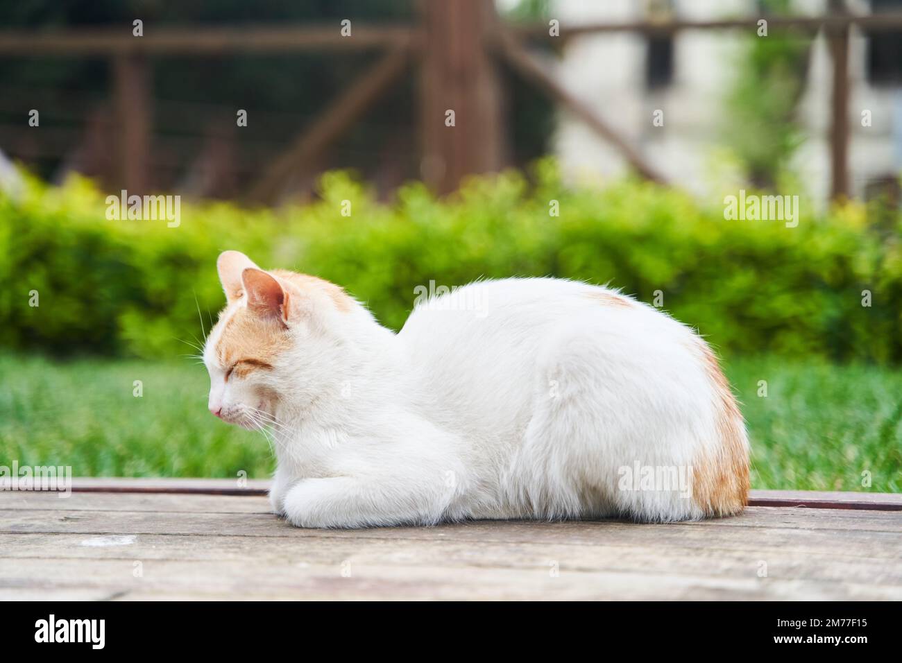 Red cat sitting on bench hi-res stock photography and images - Alamy