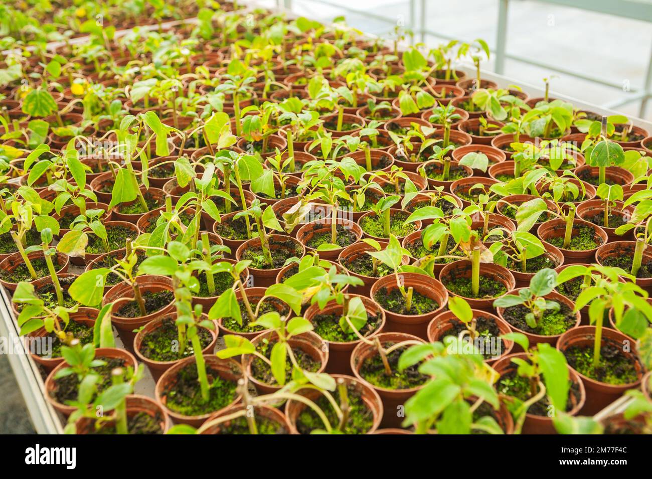 seedlings of plum tree potted Stock Photo - Alamy
