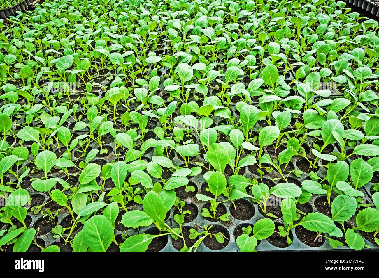 seedlings of cabbage in the vegetable tray Stock Photo - Alamy