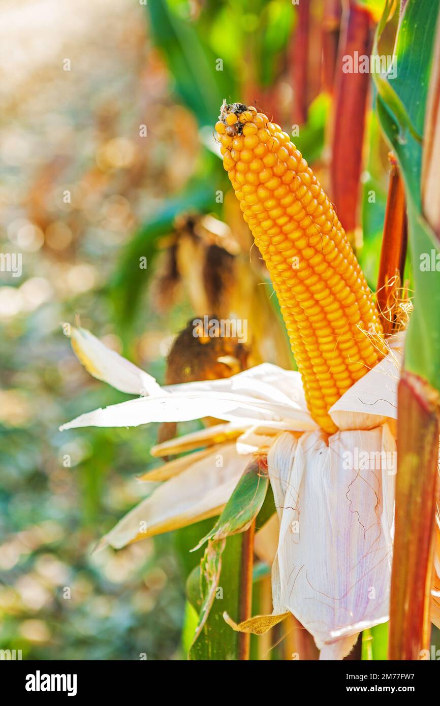 single ear of sweet corn on plant Stock Photo - Alamy