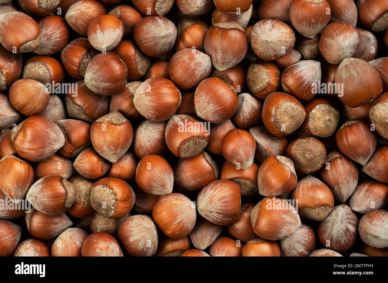 Hazel wood texture hi-res stock photography and images - Alamy