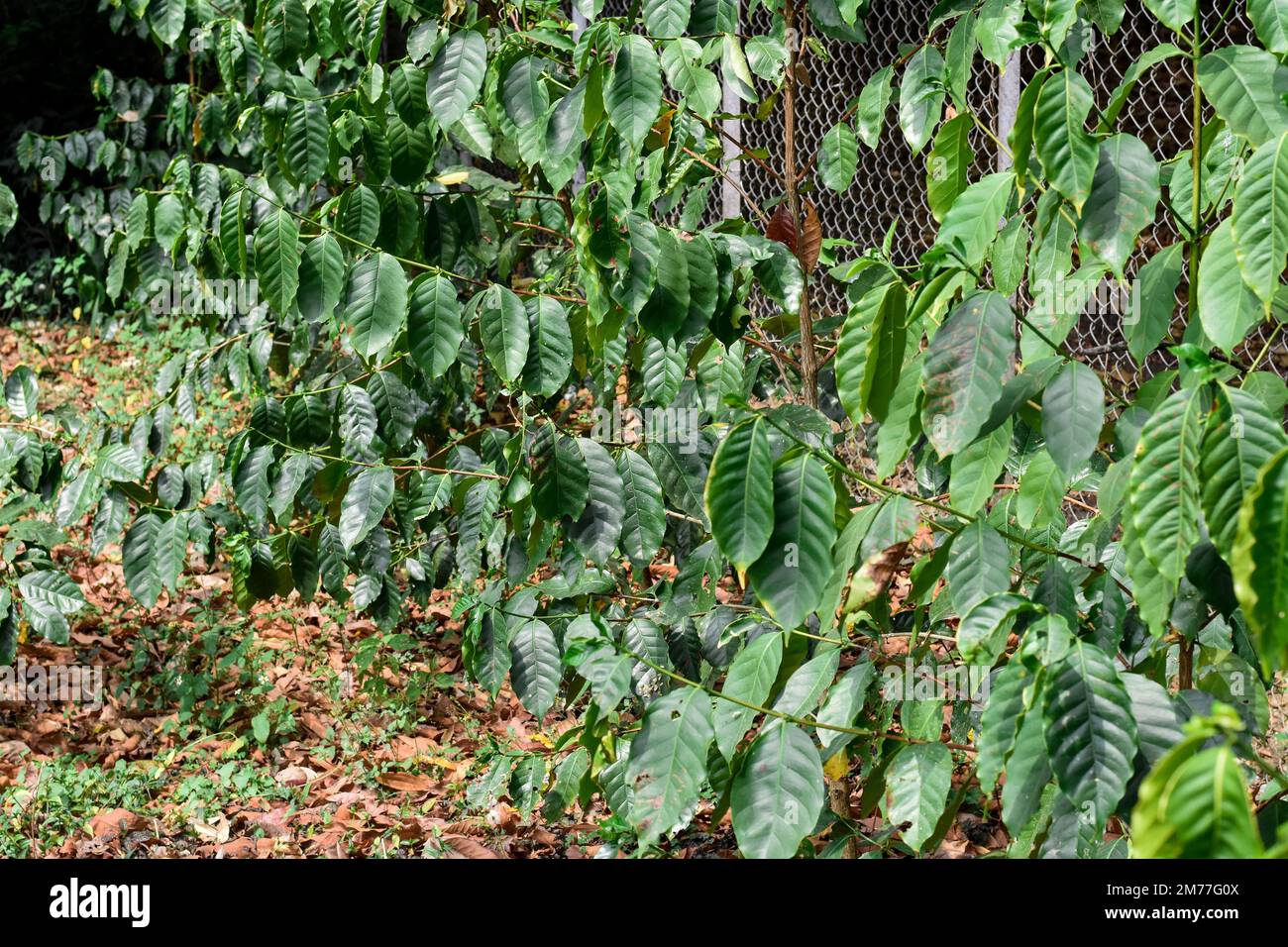 Robusta Coffee Plantation robusta-coffee-plantation
