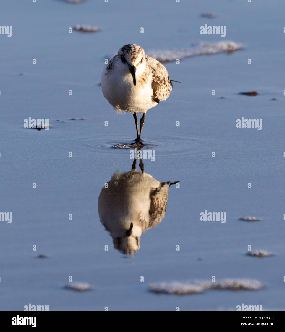 A Sanderling takes a short break from its frantic running up and down ...