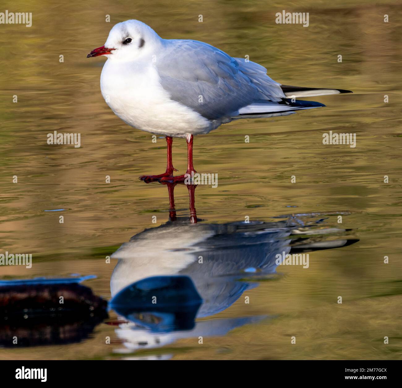 A black-headed Gull rests on the ice of an inland pond and rests in the ...