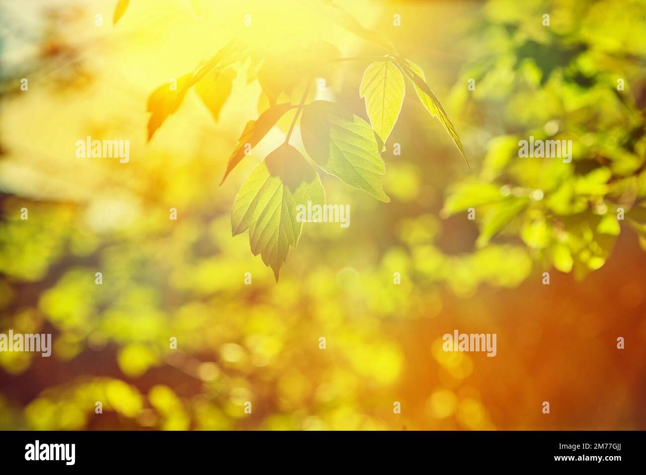 sun translucent through leaves of a tree instagram stile Stock Photo ...