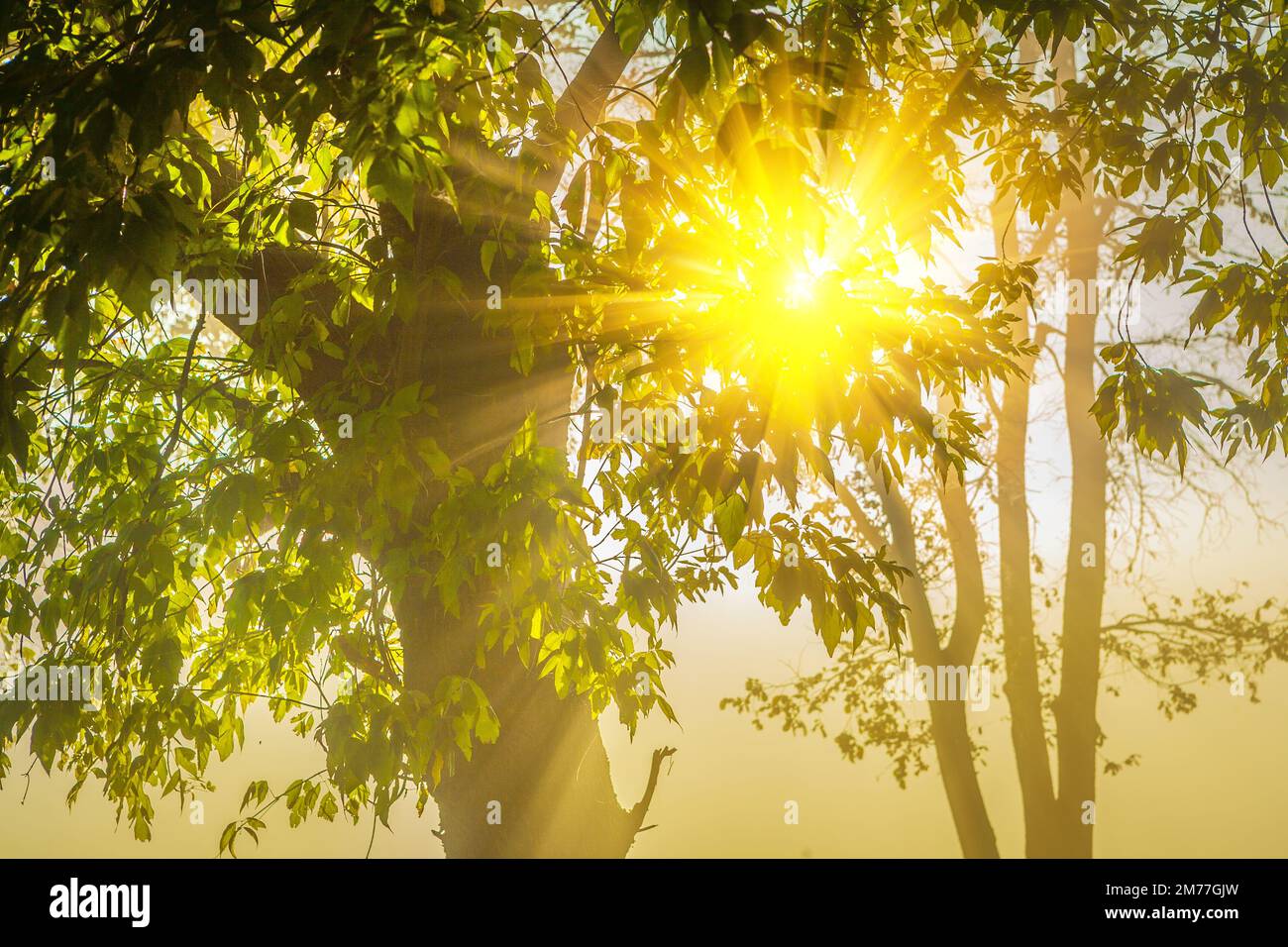 sun translucent through krone of tree Stock Photo - Alamy