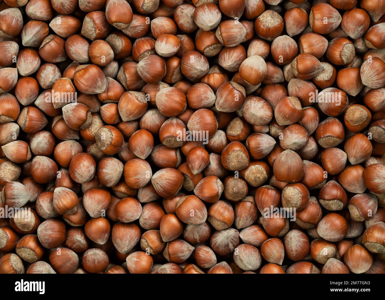 Close up top view photo of shelled raw hazelnuts Stock Photo - Alamy